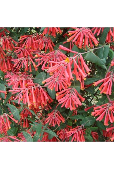 Rüzgar Botanik Kırmızı Tatar Hanımeli 80 cm 100 cm Rüzgar Botanik Kırmızı Tatar Hanımeli 80 cm 100 cm