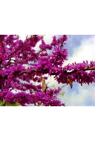 Rüzgar Botanik Erguvan Ağacı Fidanı 80 cm 100 cm Rüzgar Botanik Erguvan Ağacı Fidanı 80 cm 100 cm