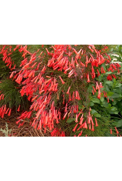 Rüzgar Botanik Kırmızı Mercan Çiçeği Fidanı Saksılı 40 cm 60 cm