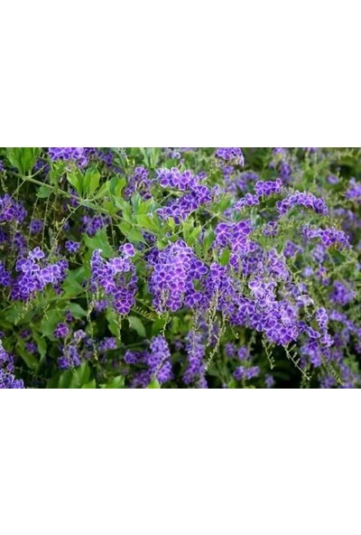 Rüzgar Botanik Unutma Beni Çiçeği Fidanı Saksılı Duranda