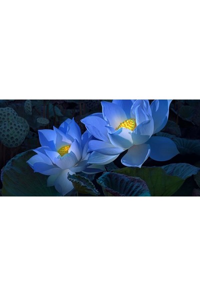 Lobelya Tohumculuk 5 Adet Mavi Renkli Lotus Çiçeği Tohumu Lobelya Tohumculuk 5 Adet Mavi Renkli Lotus Çiçeği Tohumu