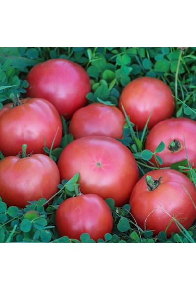 Floramut Yemesi Çok Güzel Pembe Köy Domates Fidesi-5 Adet Floramut Yemesi Çok Güzel Pembe Köy Domates Fidesi-5 Adet