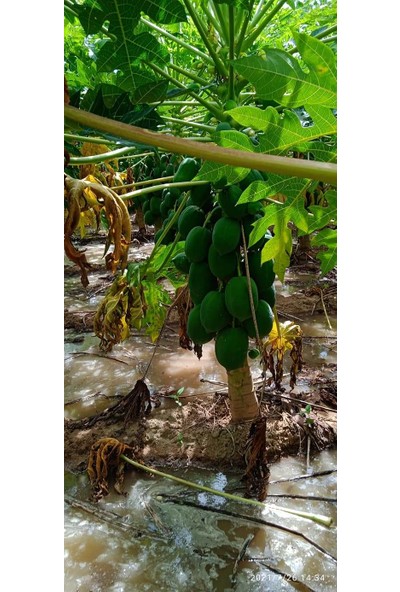 İstanbulmuz Bodur Papaya Fidanı Torbalı Sınırlı Stok İstanbulmuz Bodur Papaya Fidanı Torbalı Sınırlı Stok