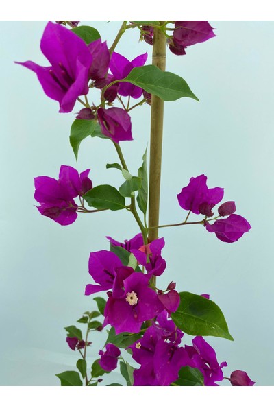 SERVET GARDEN Begonvil Çiçeği 40-60CM SERVET GARDEN Begonvil Çiçeği 40-60CM