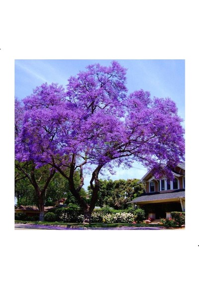 Akcaalan Tüplü Mor Çiçekli Yoğun Kokulu Paulownia Fidanı 60 - 90 cm