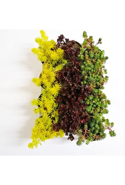 Benim Fidanım Sukulent Mix 12'li Set Benim Fidanım Sukulent Mix 12'li Set