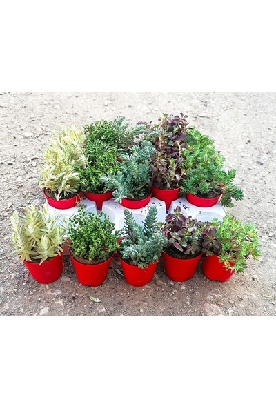 Benim Fidanım 20'li Kaktus Sukulent Karışık Benim Fidanım 20'li Kaktus Sukulent Karışık