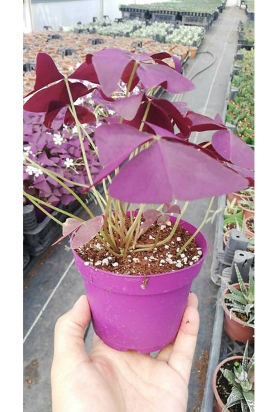 Rukiye Oxalis Triangularis, Mor Süs Yoncası Rukiye Oxalis Triangularis, Mor Süs Yoncası