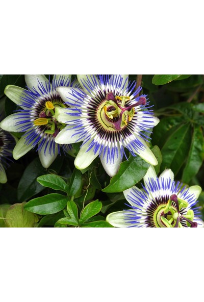 Rüzgar Botanik Çarkıfelek Çiçeği Fidanı Saksılı 60 cm 80CM