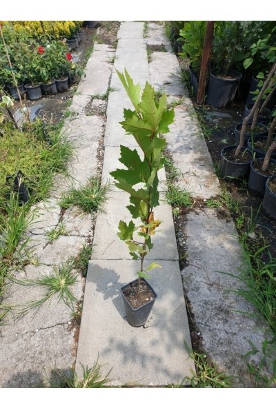 Rüzgar Botanik Çınar Ağacı Fidanı Saksılı 80CM 100CM