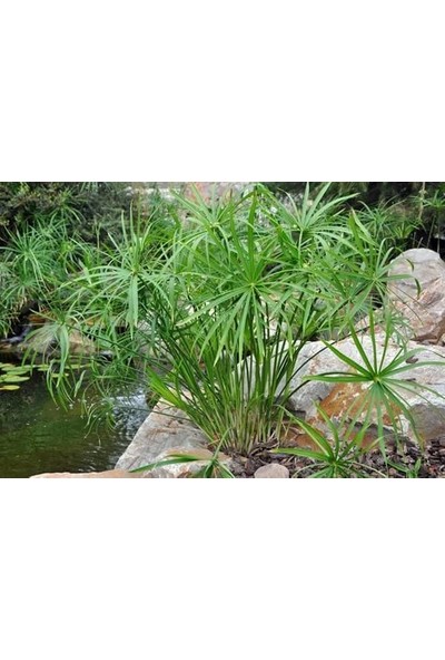 Rüzgar Botanik Japon Şemsiyesi Çiçeği Fidanı Saksılı 60 cm 100CM