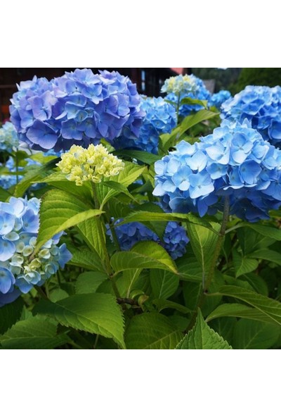 Tacirdepoticaret Mavi Çiçekli Tüplü Ortanca Çiçeği Fidanı