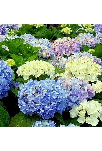 Tacirdepoticaret Büyük Çiçekli Karışık Renk Tüplü Ortanca Çiçeği Fidanı (4 Adet)