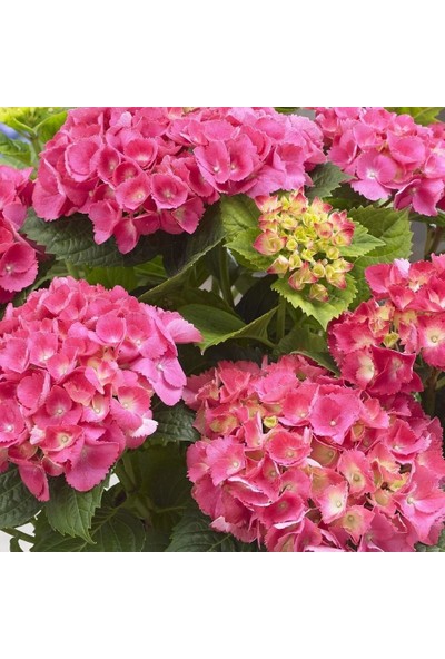 Tacirdepoticaret Pembe Çiçekli Tüplü Ortanca Çiçeği Fidanı