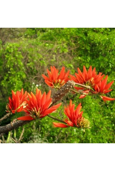 Tacirdepoticaret Özel Çeşit Erythrina Caffra Mercan Ağacı Fidanı- 25/55 cm Tacirdepoticaret Özel Çeşit Erythrina Caffra Mercan Ağacı Fidanı- 25/55 cm
