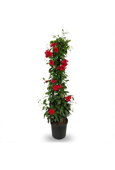Tacirdepoticaret Tüplü Red Mandevilla Fidanı (20-30 Cm) Tacirdepoticaret Tüplü Red Mandevilla Fidanı (20-30 Cm)