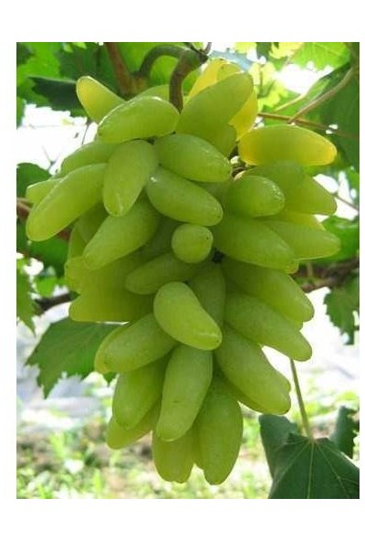 Ucuzluk Diyarı 1 Adet Parmak Üzüm Fidanı Tüplüdür Ucuzluk Diyarı 1 Adet Parmak Üzüm Fidanı Tüplüdür