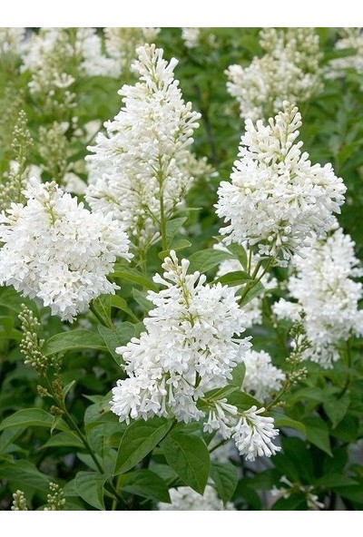 Ucuzluk Diyarı 1 Adet Beyaz ( Kokulu ) Leylak Fidanı Tüplüdür 70-80 cm Ucuzluk Diyarı 1 Adet Beyaz ( Kokulu ) Leylak Fidanı Tüplüdür 70-80 cm