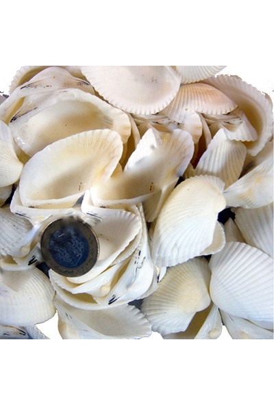 Eminönü Toptancı Arca Arca / Yerli Kiloluk Deniz Kabuğu - 1 kg Büyük Boy Eminönü Toptancı Arca Arca / Yerli Kiloluk Deniz Kabuğu - 1 kg Büyük Boy