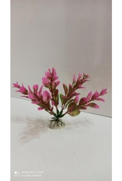 Canlı Petshop Uçlu Gül Plastik Bitki Kırmızı 12 cm Canlı Petshop Uçlu Gül Plastik Bitki Kırmızı 12 cm