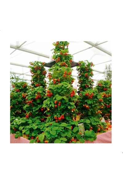 Çilek Diyarı 20 Adet Tırmanan ( Sarmaşık ) Açık Kök ve Firigo