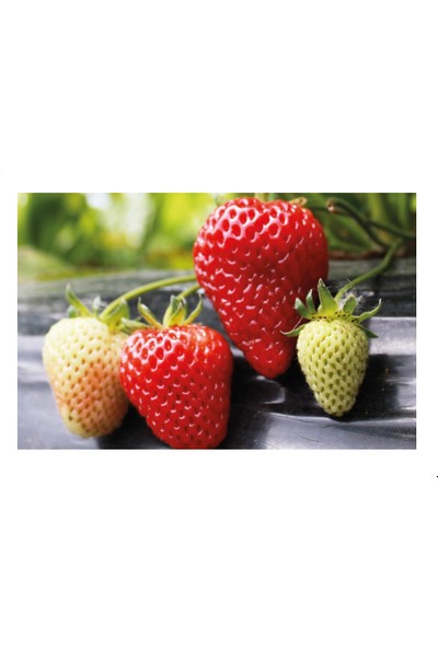 Çilek Diyarı 20 Adet ( Sweet Charile ) Çilek Fidesi Açık Kök ve Firigo Çilek Diyarı 20 Adet ( Sweet Charile ) Çilek Fidesi Açık Kök ve Firigo