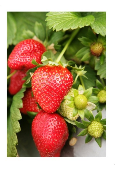 Çilek Diyarı 40 Adet ( San Andreas ) Çilek Fidesi Açık Kök ve Firigo