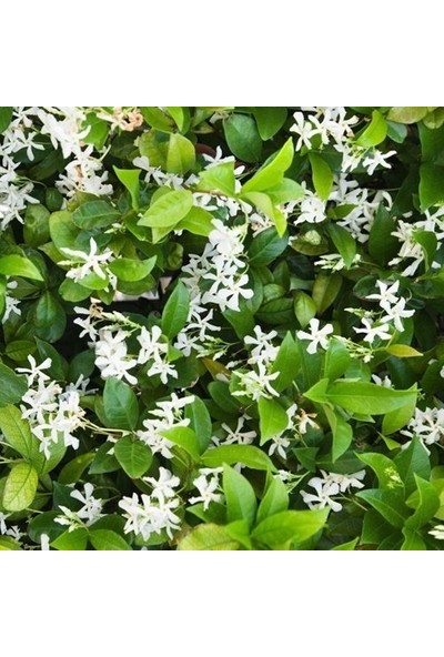 Saksılı Yasemin Kokulu Şarmaşık Fidanı 1 Yaş 90-120 cm Boy Saksılı Yasemin Kokulu Şarmaşık Fidanı 1 Yaş 90-120 cm Boy