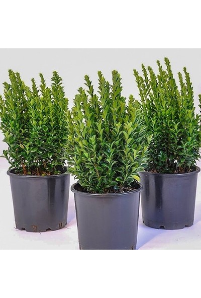 Tüplü Yeşil Taflan Fidanı Boy 40-50CM