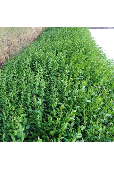 Çit Bitkisi Ligustrum Kurtbağrı Fidanı Boy 90-110CM 4 Adet Çit Bitkisi Ligustrum Kurtbağrı Fidanı Boy 90-110CM 4 Adet