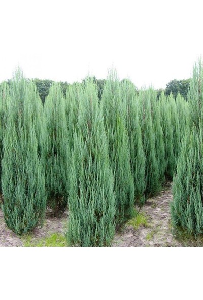 Saksılı Roket Ardıç Fidanı 2 Yaş - 60-90 cm Boy