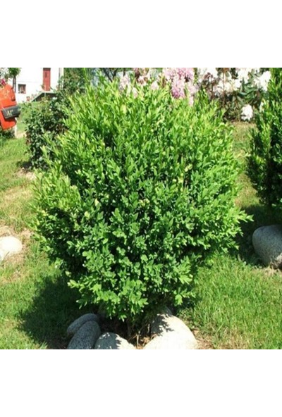 Saksılı Şimşir Fidanı Yaş 2 - Boy 50-70 cm Boy Saksılı Şimşir Fidanı Yaş 2 - Boy 50-70 cm Boy