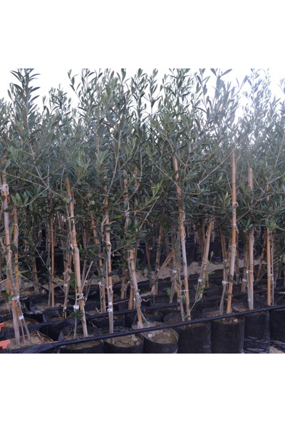Tüplü Arbequina Bodur Ispanyol Zeytin Fidanı 2 Yaş(Meyve Verme Durumunda)