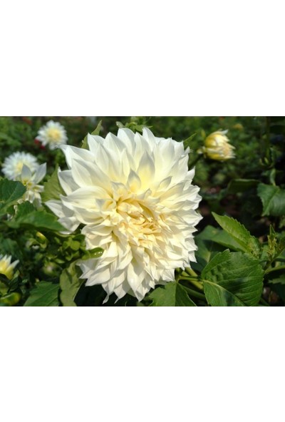 Nandina Botanik Yıldız Çiçeği Soğanı 3 Adet Kırık Beyaz( Dahlıa Yumrusu)