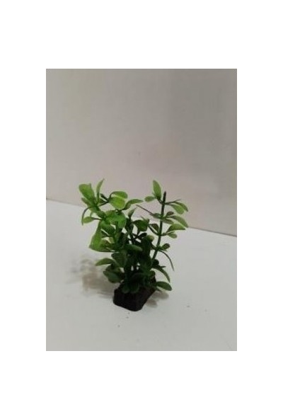 Canlı Petshop Bacopa Monnieri Plastik Bitki 10 cm Canlı Petshop Bacopa Monnieri Plastik Bitki 10 cm