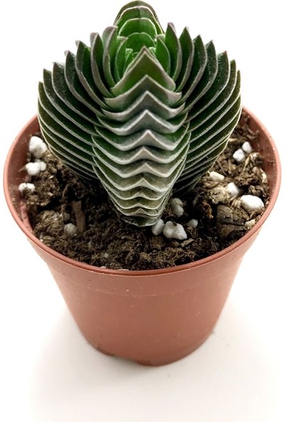 Fintarla Crassula Buddha's Temple Sukulent Fintarla Crassula Buddha's Temple Sukulent