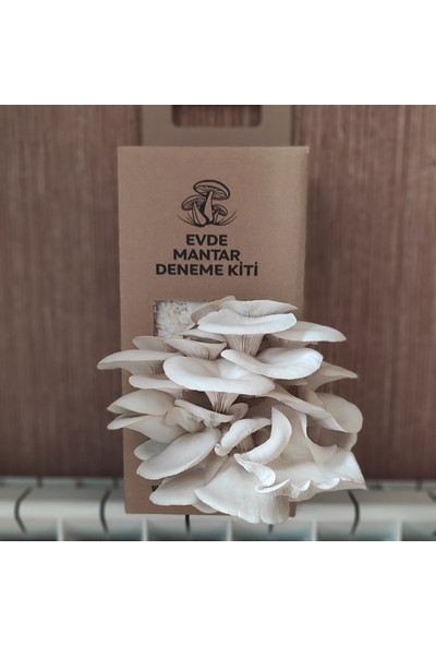 Evde Mantar Istridye Mantarı Hobi Deneme Kiti - 3 kg - Whatsapp Destek Hattı - Broşür Evde Mantar Istridye Mantarı Hobi Deneme Kiti - 3 kg - Whatsapp Destek Hattı - Broşür