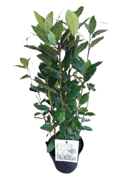 Moda Botanik Defne Fidanı - Büyük Boy 60-80 cm - Saksılı Moda Botanik Defne Fidanı - Büyük Boy 60-80 cm - Saksılı