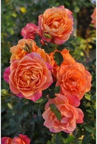 Nandina Botanik Açık Turuncu Kokulu Hollanda Gülü Tohumu 20 Adet Nandina Botanik Açık Turuncu Kokulu Hollanda Gülü Tohumu 20 Adet