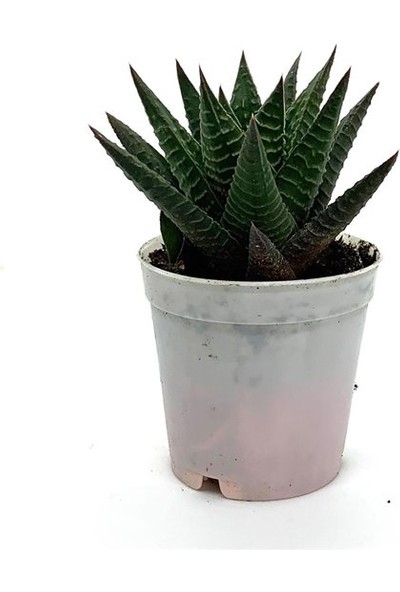 Efece E&A Haworthia 5,5luk Saksıda 8-10CM Havortia Sukulent Havortia Kaktüs Sukulent Canlı Sukulent