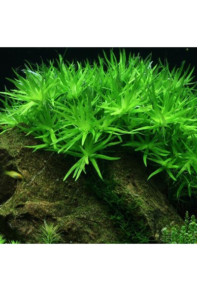 Atakan Petshop Heteranthera Starglass Saksı Canlı Bitki Atakan Petshop Heteranthera Starglass Saksı Canlı Bitki