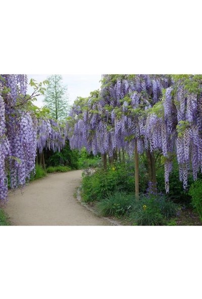 Lala Ahmet Botanik Büyük Boy, Mor Salkım Ağacı Fidanı, (180-200 Cm.) Her Mevsim Dikilebilir. Lala Ahmet Botanik Büyük Boy, Mor Salkım Ağacı Fidanı, (180-200 Cm.) Her Mevsim Dikilebilir.