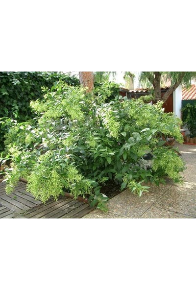 Lala Ahmet Botanik 5 Adet Tüplü, Parfüm Çiceği, Melisa Kolonya Çiçeği (Kokulu Ada Mercanı) 30-40 Cm. Lala Ahmet Botanik 5 Adet Tüplü, Parfüm Çiceği, Melisa Kolonya Çiçeği (Kokulu Ada Mercanı) 30-40 Cm.