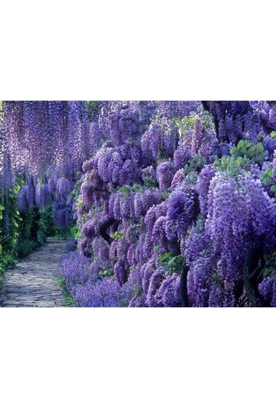 Lala Ahmet Botanik Saksılı Yoğun Kokulu Mor Salkım Ağacı Fidanı, Dikime Hazır Lala Ahmet Botanik Saksılı Yoğun Kokulu Mor Salkım Ağacı Fidanı, Dikime Hazır