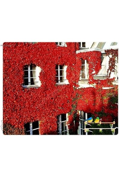 Lala Ahmet Botanik 4 Adet Amerikan Sarmaşığı Fidanı Tüplü, 40-60 M. Boyunda Lala Ahmet Botanik 4 Adet Amerikan Sarmaşığı Fidanı Tüplü, 40-60 M. Boyunda