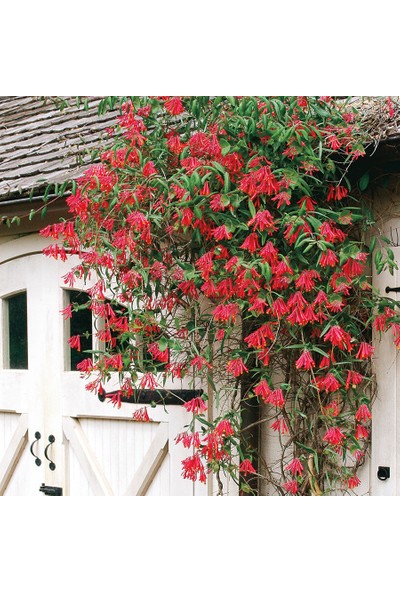 Lala Ahmet Botanik Kırmızı Hanımeli Çiçeği, Lonicera Sempervivens Kargo Dahil Lala Ahmet Botanik Kırmızı Hanımeli Çiçeği, Lonicera Sempervivens Kargo Dahil