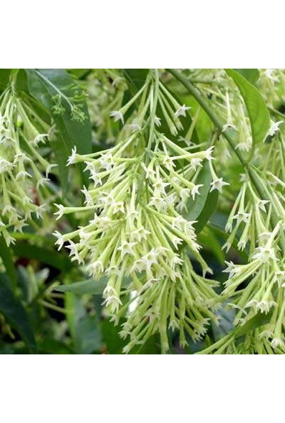 Lala Ahmet Botanik Melisa Kolonya Çiçeği (Kokulu Ada Mercanı) Cestrum Nocturnum Lala Ahmet Botanik Melisa Kolonya Çiçeği (Kokulu Ada Mercanı) Cestrum Nocturnum