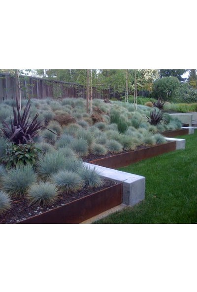 Lala Ahmet Botanik 10 Adet Festuca Glauca (Mavi Çim) Yumak Otu, Mavi Koyun Yumağı Saksıda Lala Ahmet Botanik 10 Adet Festuca Glauca (Mavi Çim) Yumak Otu, Mavi Koyun Yumağı Saksıda