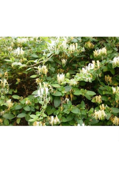 Lala Ahmet Botanik Lonicera Sarı-Beyaz Kokulu Hanımeli Çiçeği Lala Ahmet Botanik Lonicera Sarı-Beyaz Kokulu Hanımeli Çiçeği