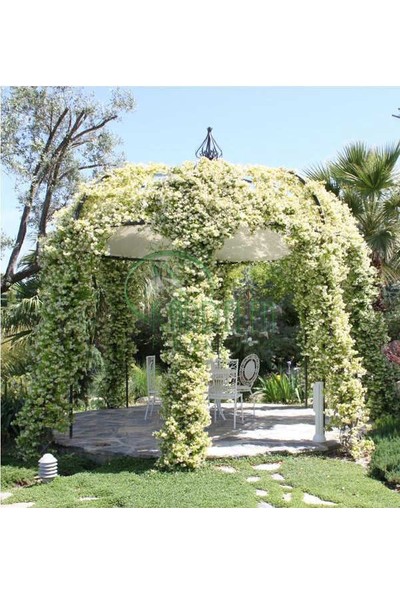 Lala Ahmet Botanik Arap Yasemini Rhyncospermum Jasminoides Lala Ahmet Botanik Arap Yasemini Rhyncospermum Jasminoides